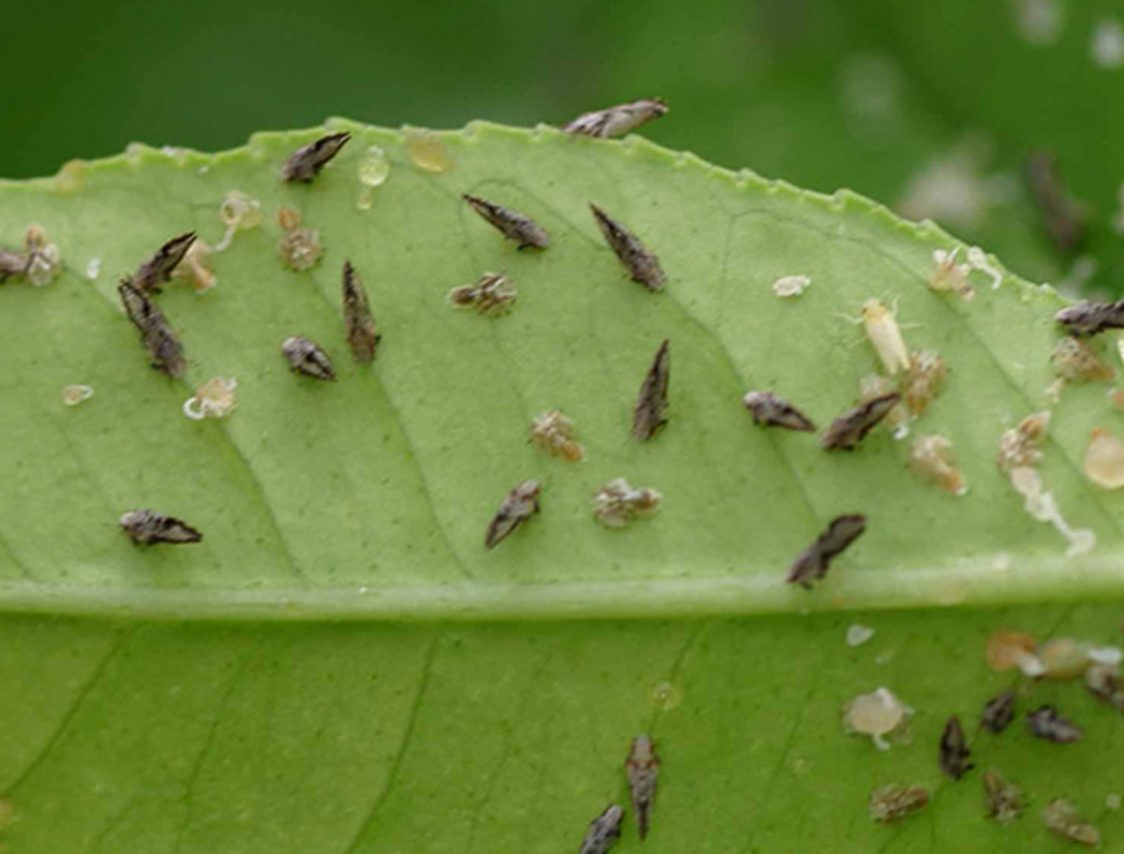 prevent HLB epidemics – Prevent HLB